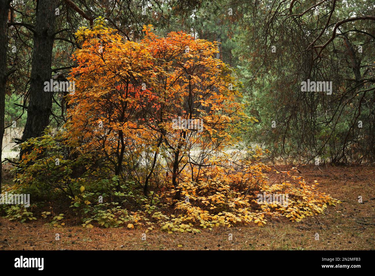 Conifer forest in classic hi-res stock photography and images - Alamy