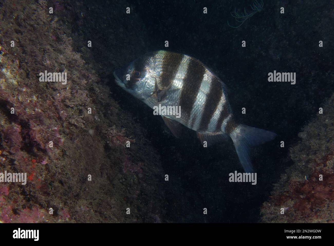 Zebra sea bream (Diplodus cervinus) in Mediterranean Sea Stock Photo ...