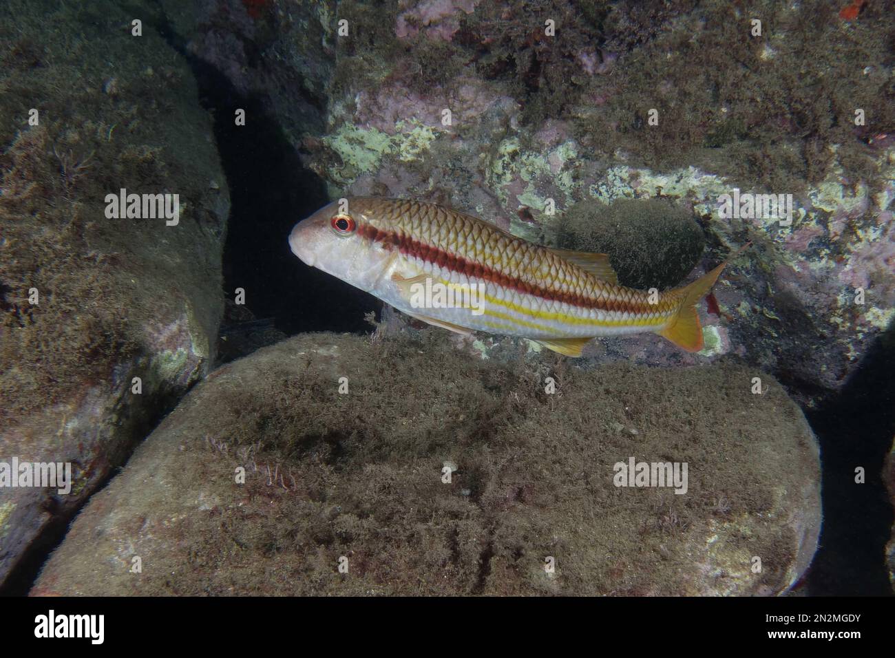 Red mullet fish in the mediterranean sea hi-res stock photography and ...