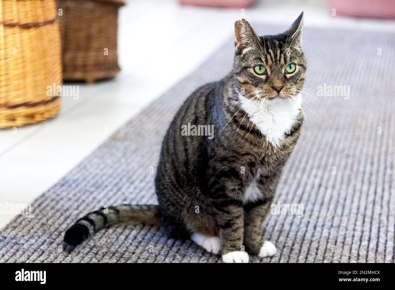 Cat sitting in the De Poezenboot cat shelter on a boat, Amsterdam ...