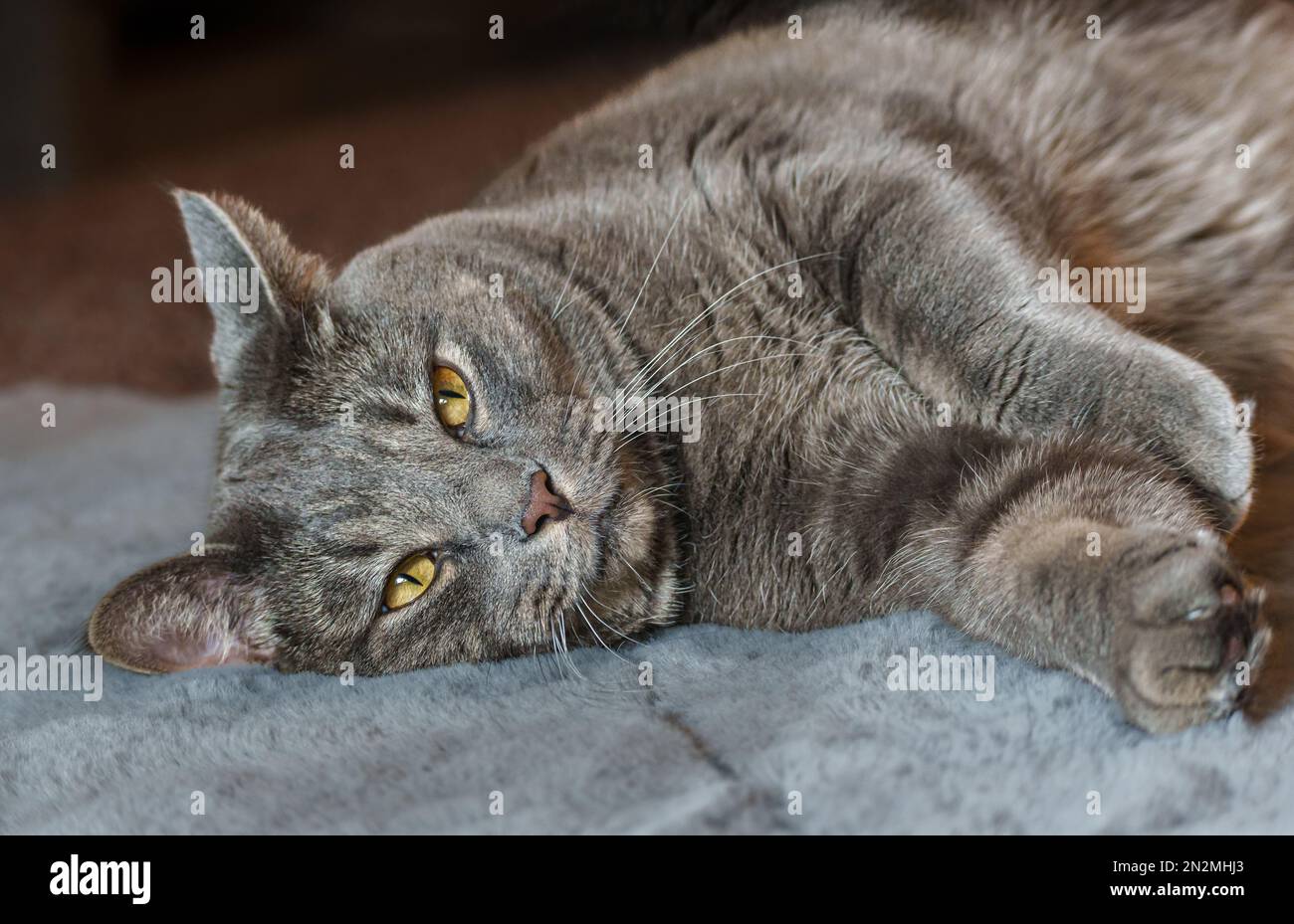 An adorable gray Chartreux cat laying on the carpet Stock Photo - Alamy