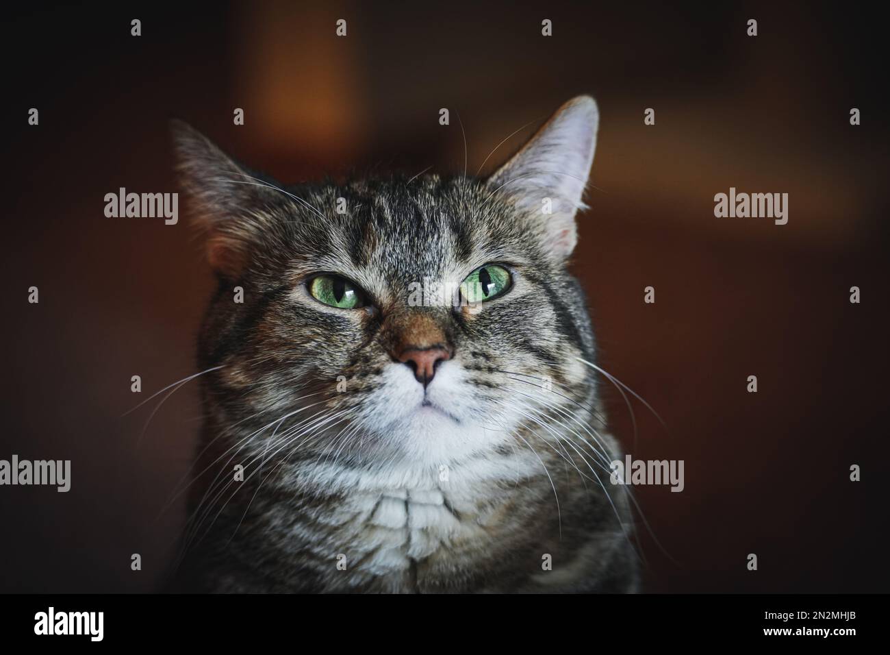 A portrait of a cute tabby cat Stock Photo - Alamy