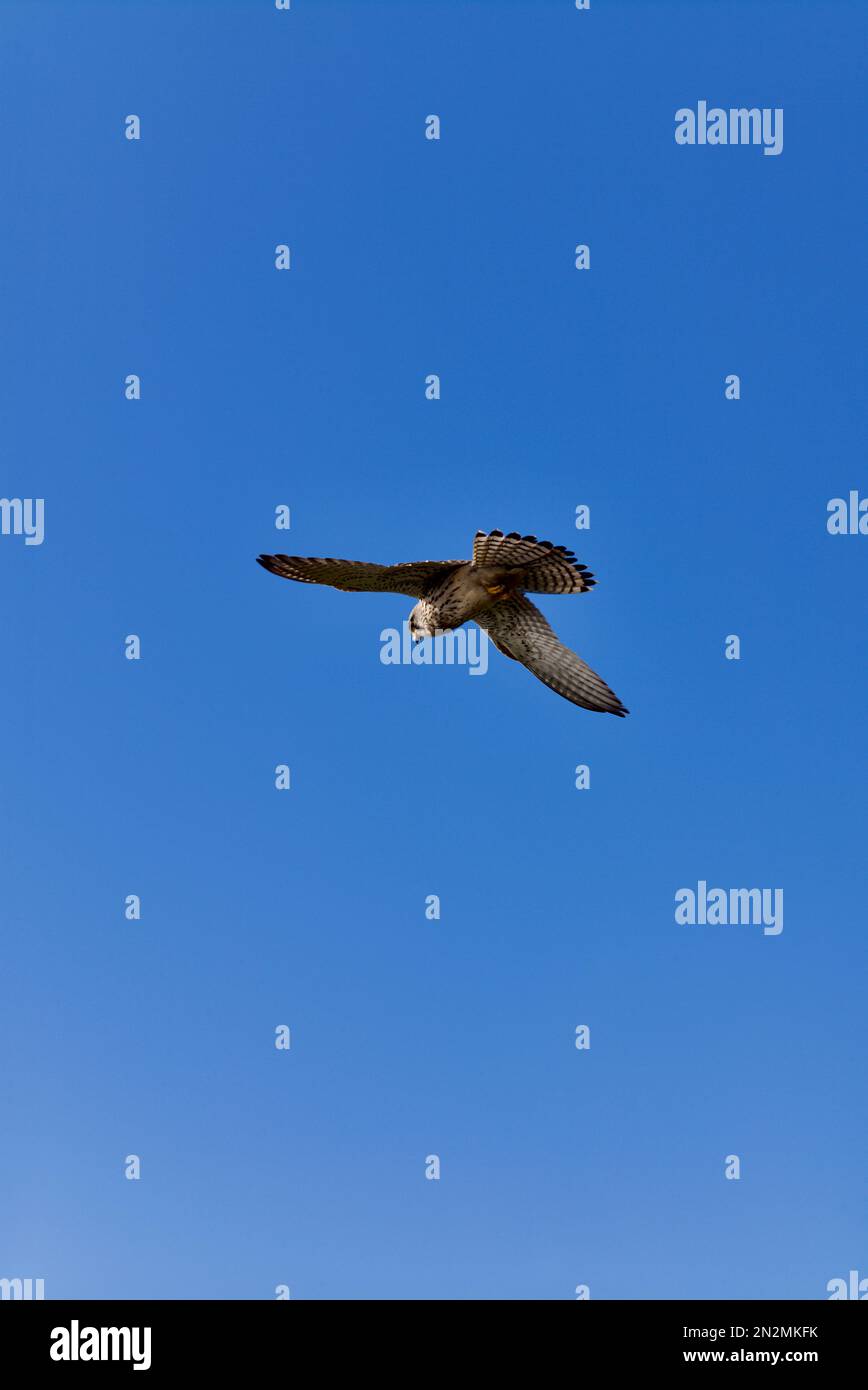 Common Kestrel hovering above the cliffs at Holland on Sea Essex UK ...