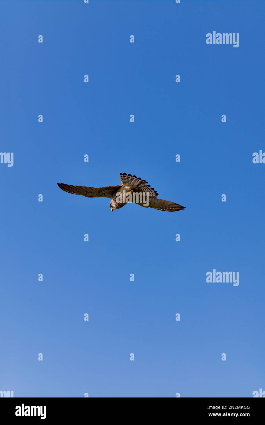 Common Kestrel hovering above the cliffs at Holland on Sea Essex UK ...