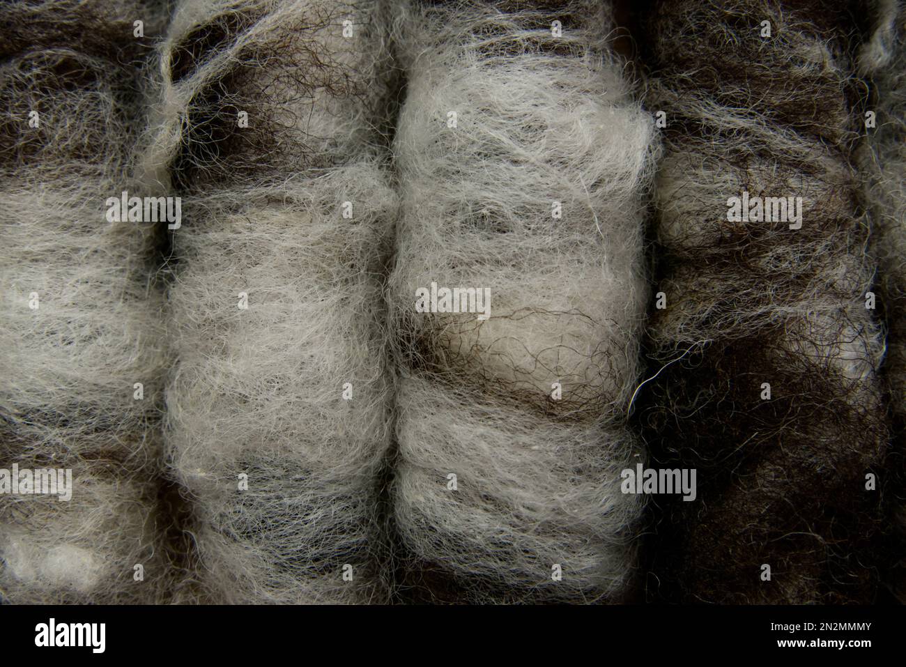 Close-up of rolags of brown and white sheep's wool, arranged beside ...