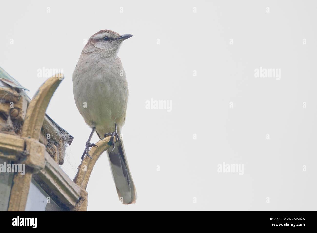 Chalk-browed Mockingbird, (Mimus saturninus), perched on a street lamp ...