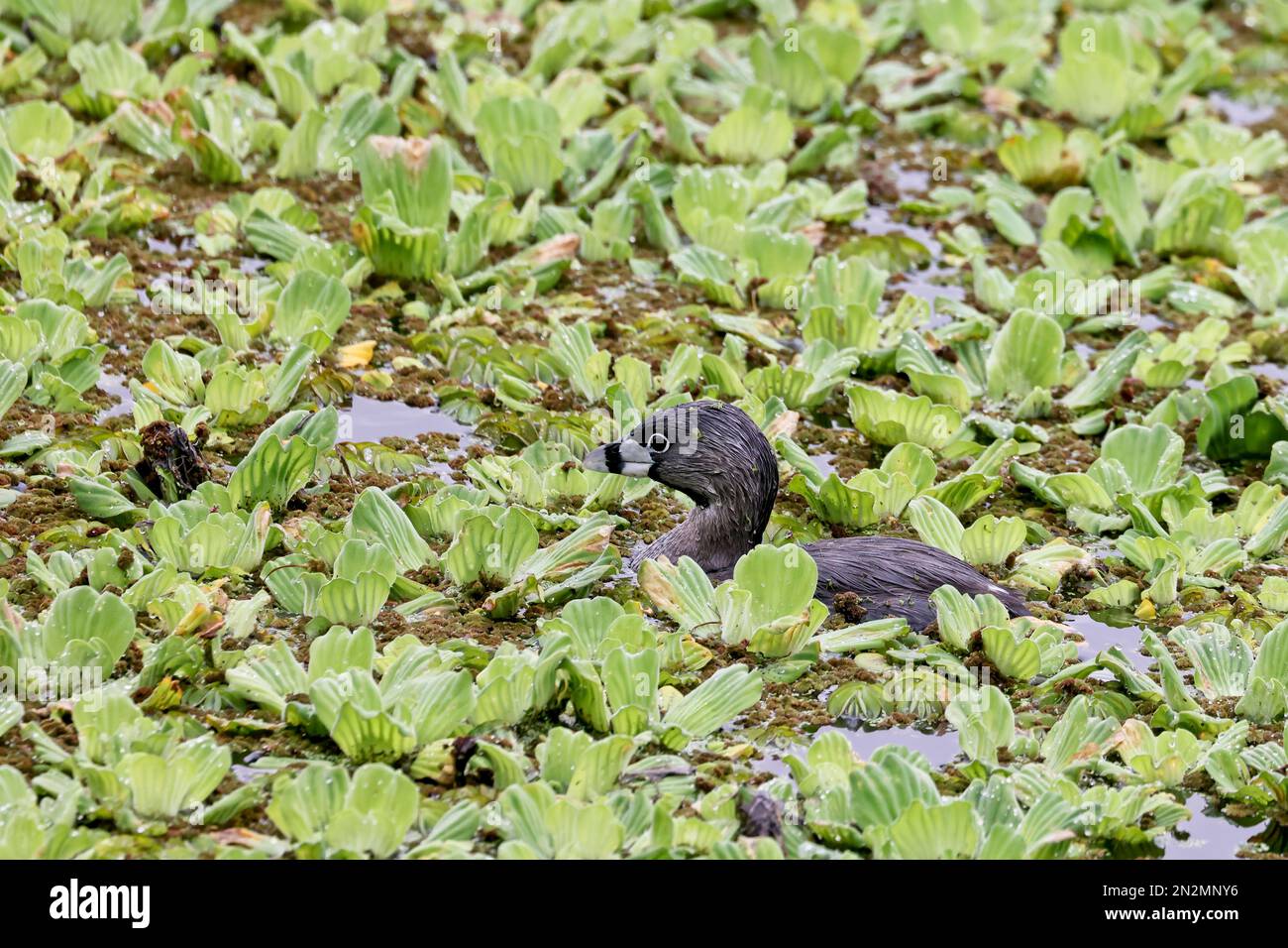 Pied-billed Grebe (Podilymbus podiceps), in breeding plumage, swimming ...