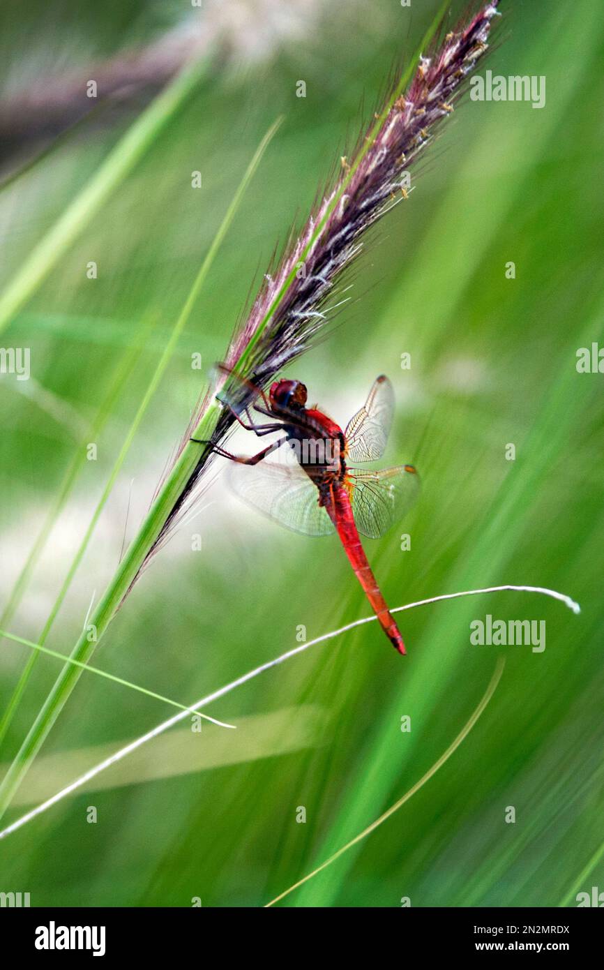 The red dragon fly is one of the symbols of the autochthonous fauna of ...