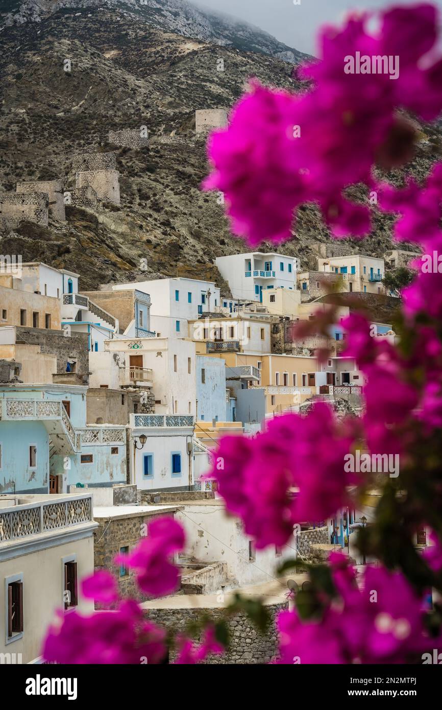 Purple blooming Bougainvillea flowers in the foreground of Hillside ...