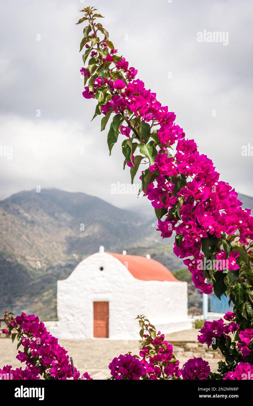 Purple Bougainvillea flower blooming in the foreground of the small ...