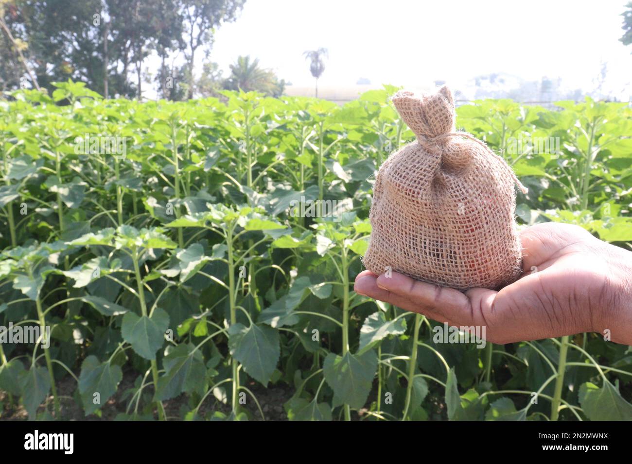 green colored sunflowers farm with money bag are cash crops for harvest ...