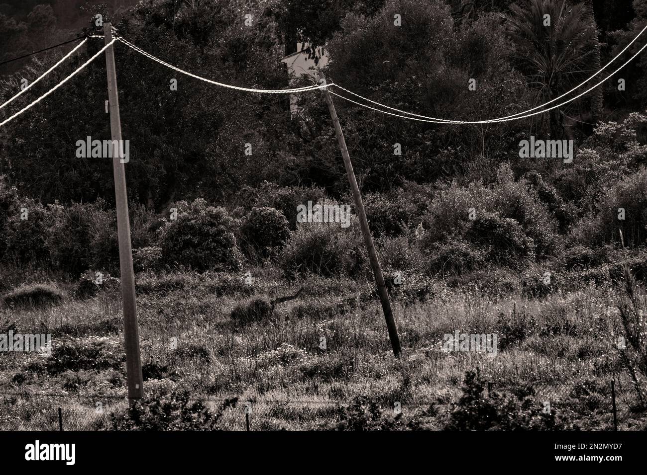 power lines on crooked masts running through woods in black and white ...