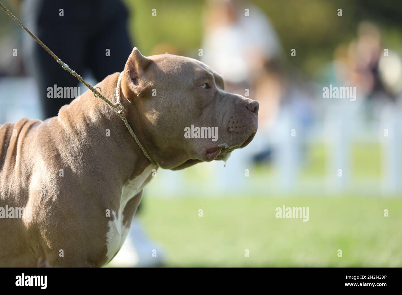 portrait of beautiful pale bully dog. close up Stock Photo - Alamy
