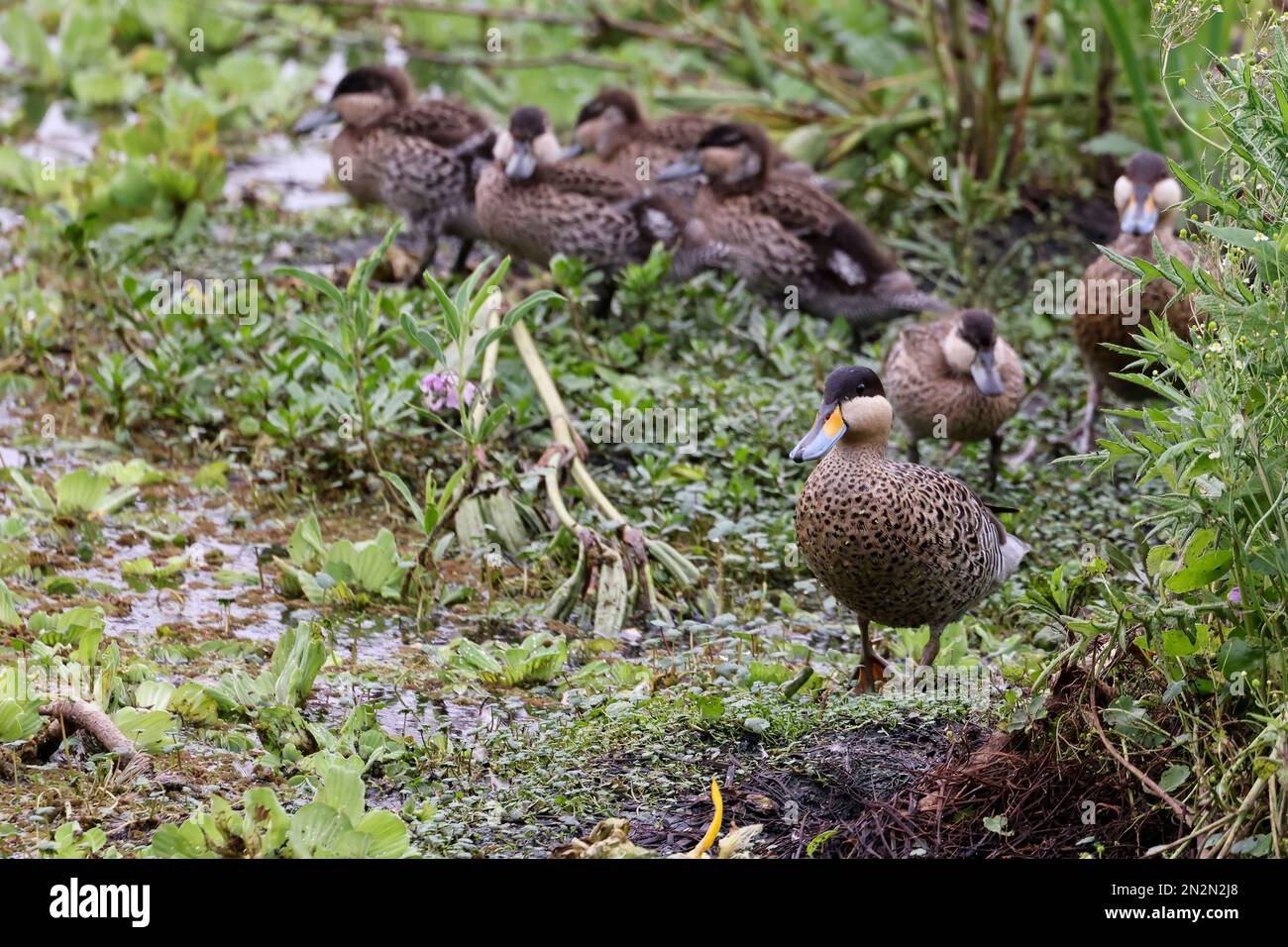 Silver Teal, (Spatula versicolor), adult with ducklings, Costanera Sur ...