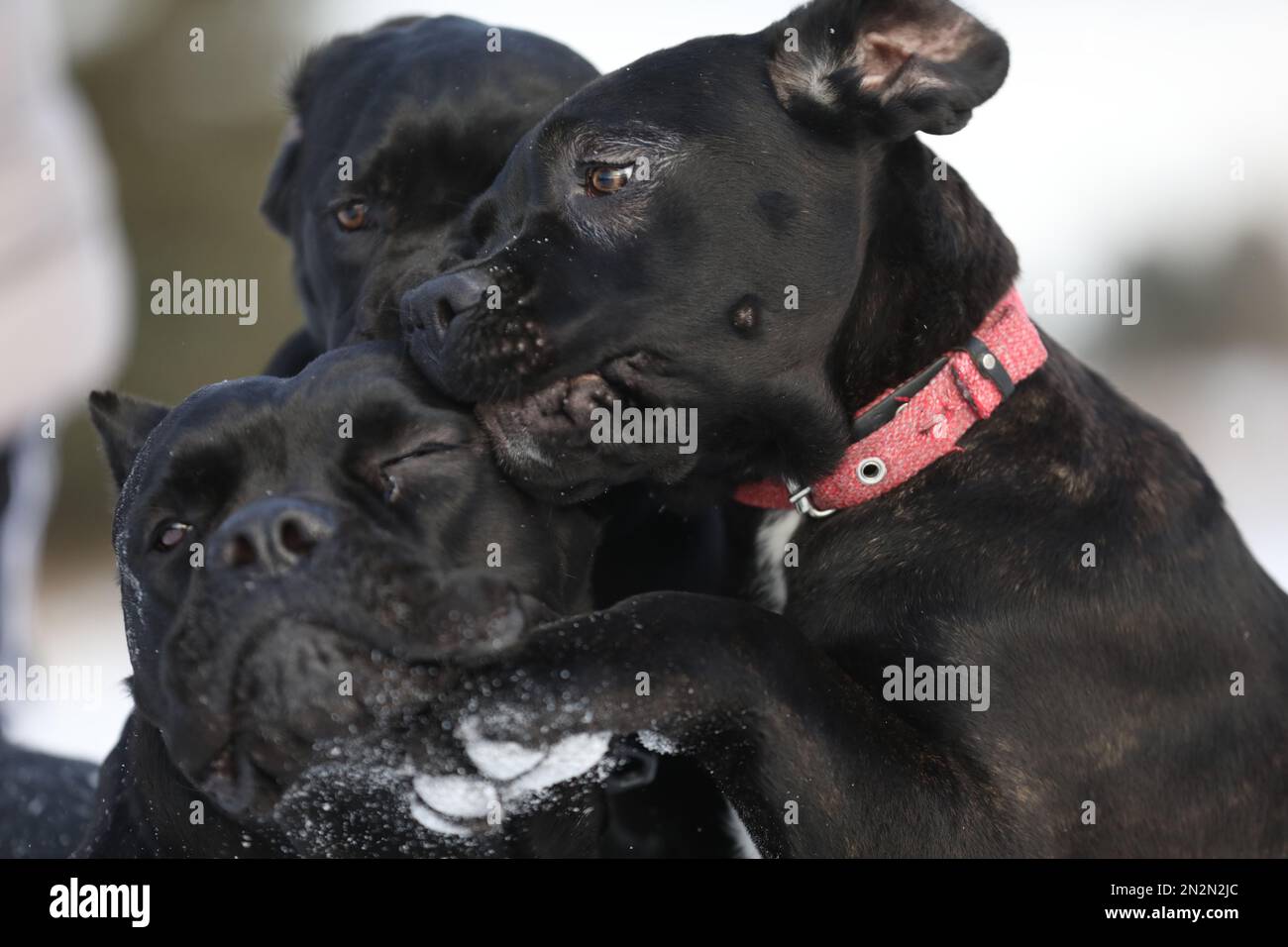 Cane corso head hi-res stock photography and images - Alamy