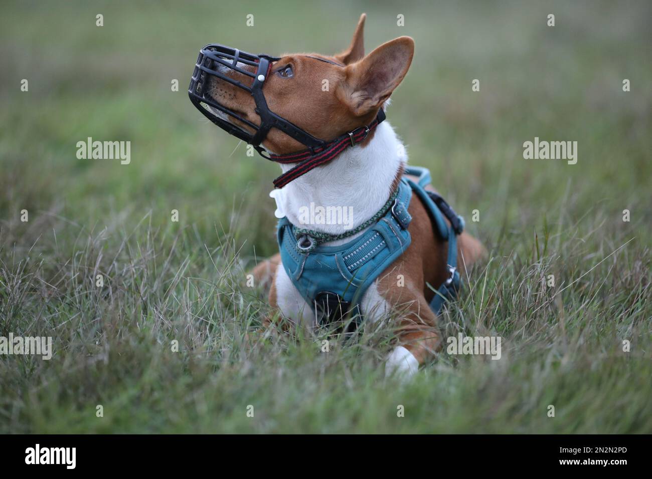 Basenji isolated hi-res stock photography and images - Alamy