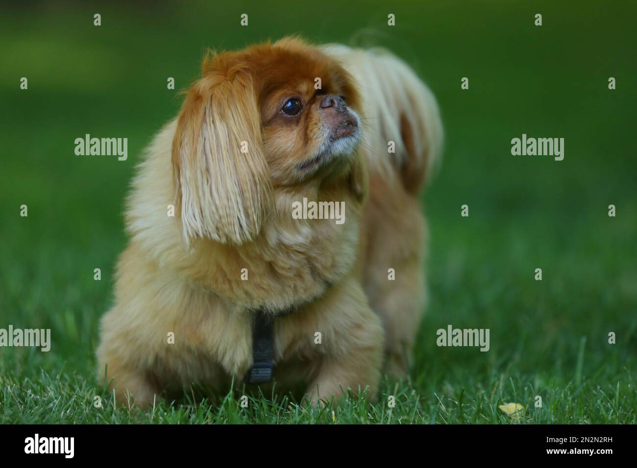 Pekinese dogs hi-res stock photography and images - Alamy