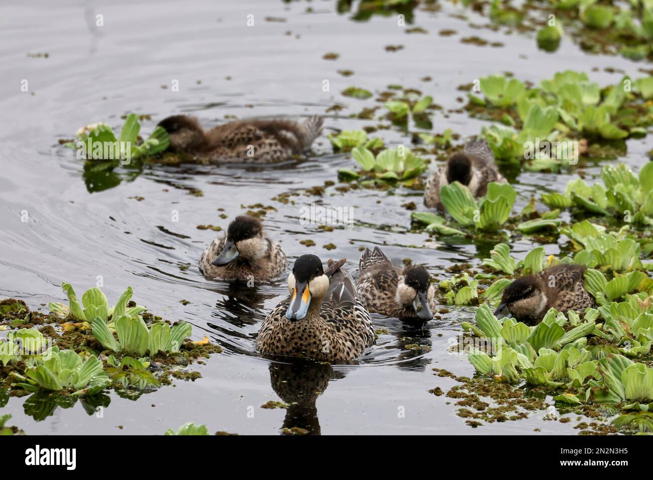 Silver Teal, (Spatula versicolor), adult with ducklings, Costanera Sur ...