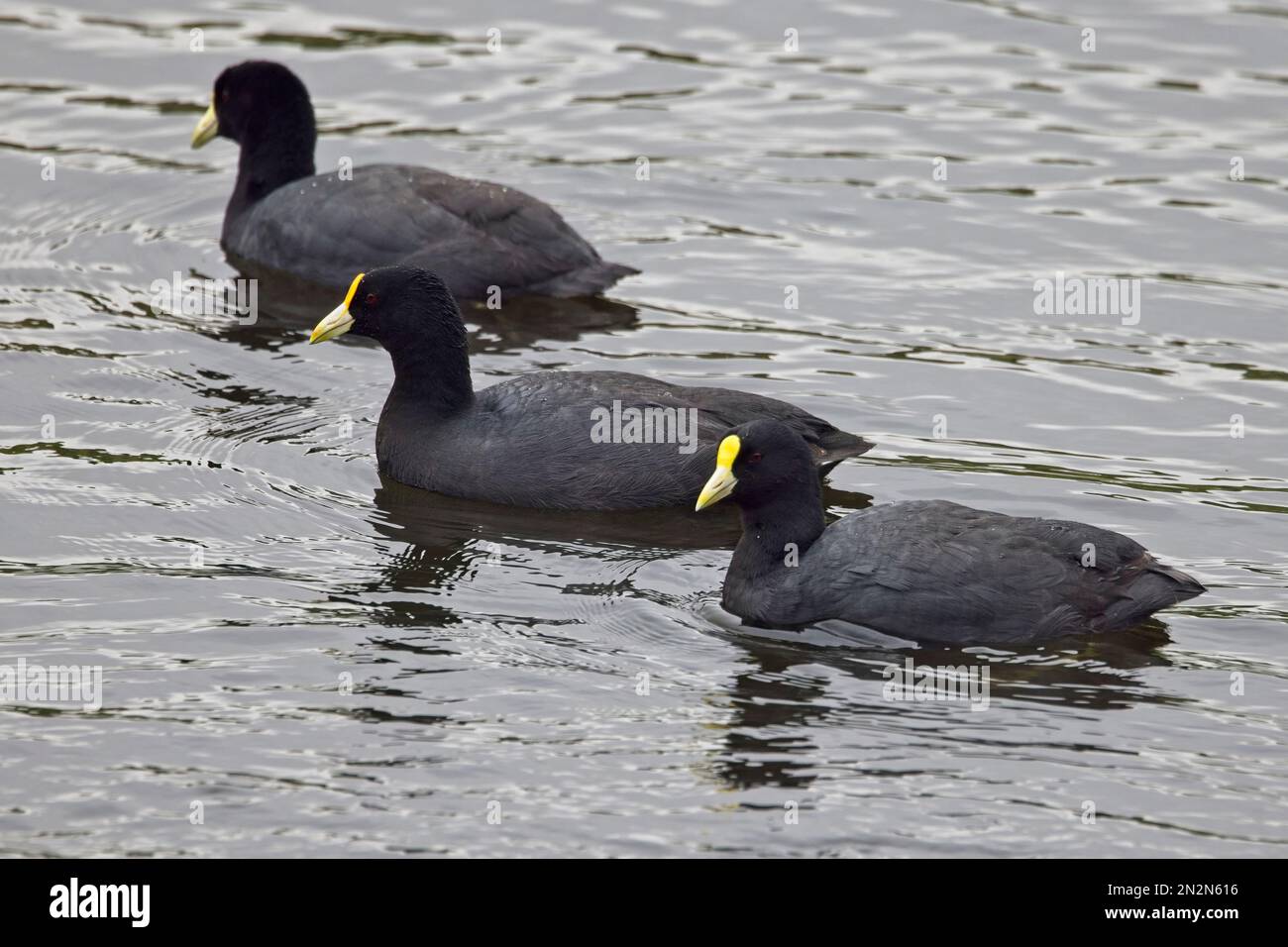 Three swimming White-winged Coot, (Fulica leucoptera), Costanera Sur ...