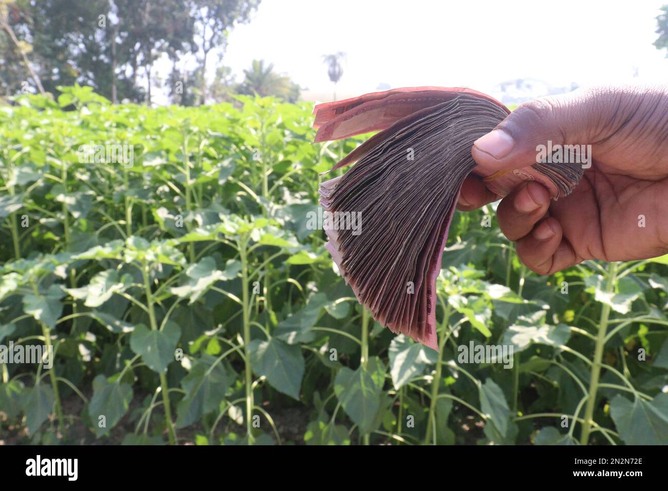 green colored sunflowers farm with bank note are cash crops for harvest ...
