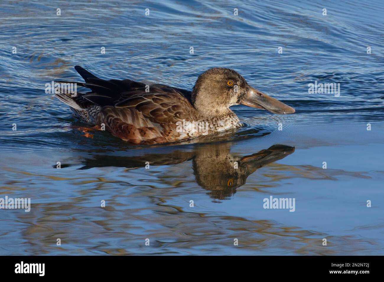 Male Northern Shoveler (Spatula clypeata) in drab eclipse plumage Stock ...