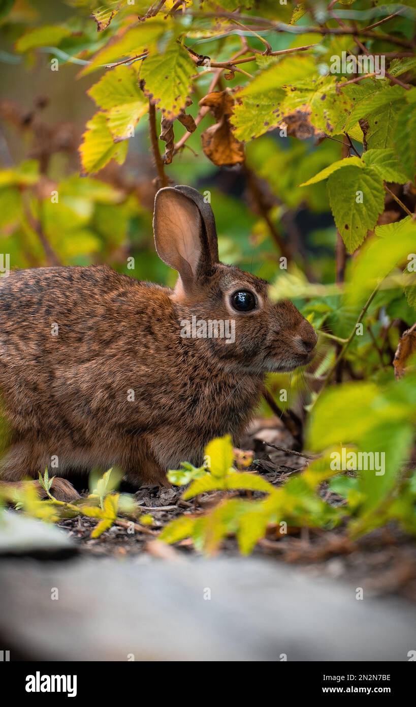 Swamp rabbit hi-res stock photography and images - Alamy