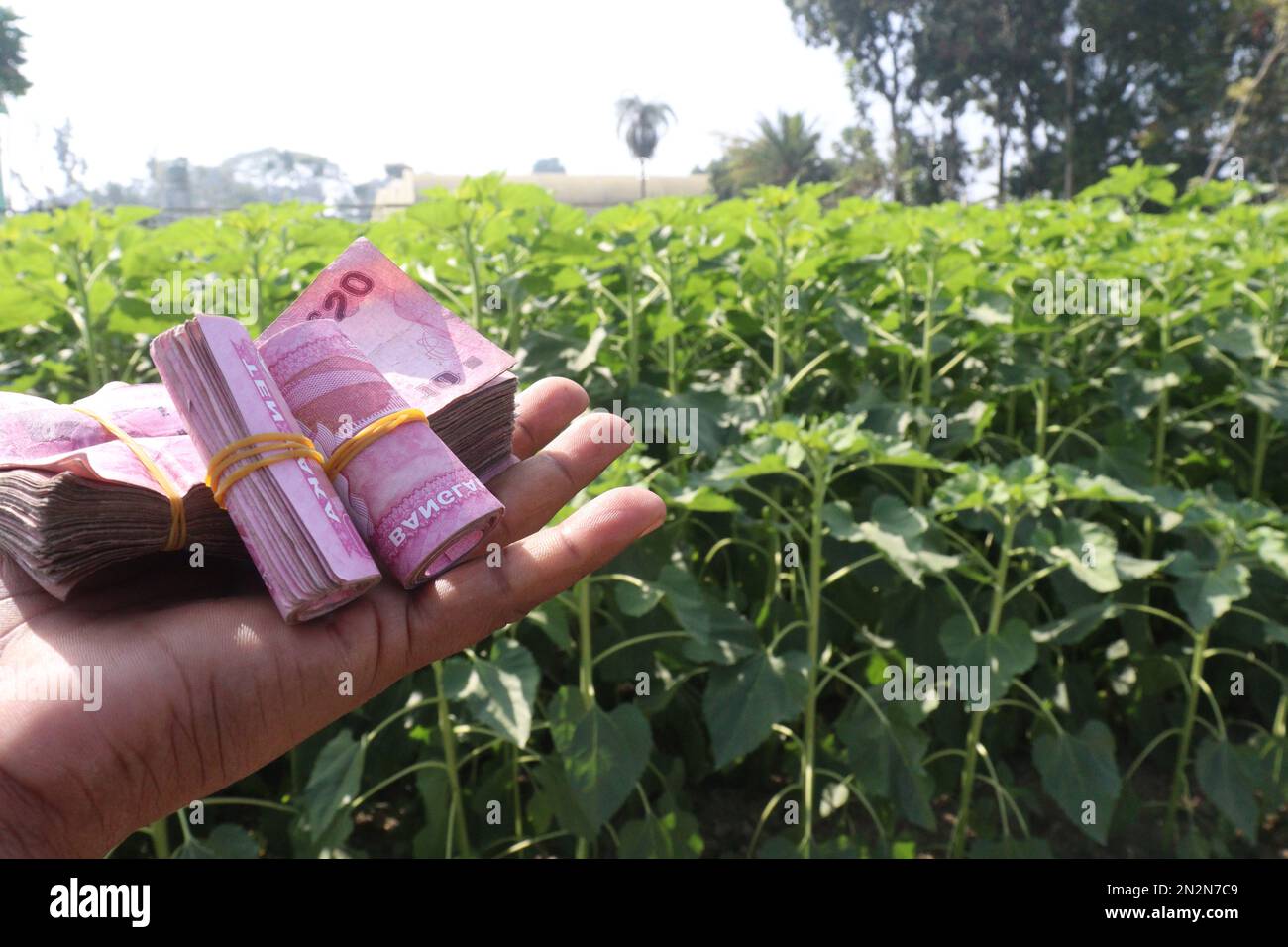 green colored sunflowers farm with bank note are cash crops for harvest ...