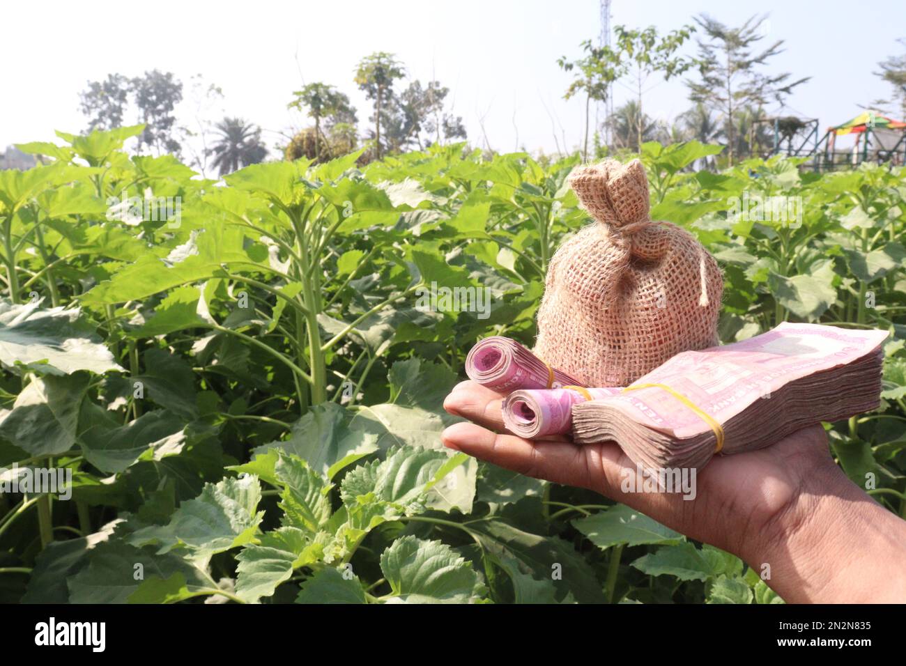 green colored sunflowers farm with bank note and money bag are cash ...