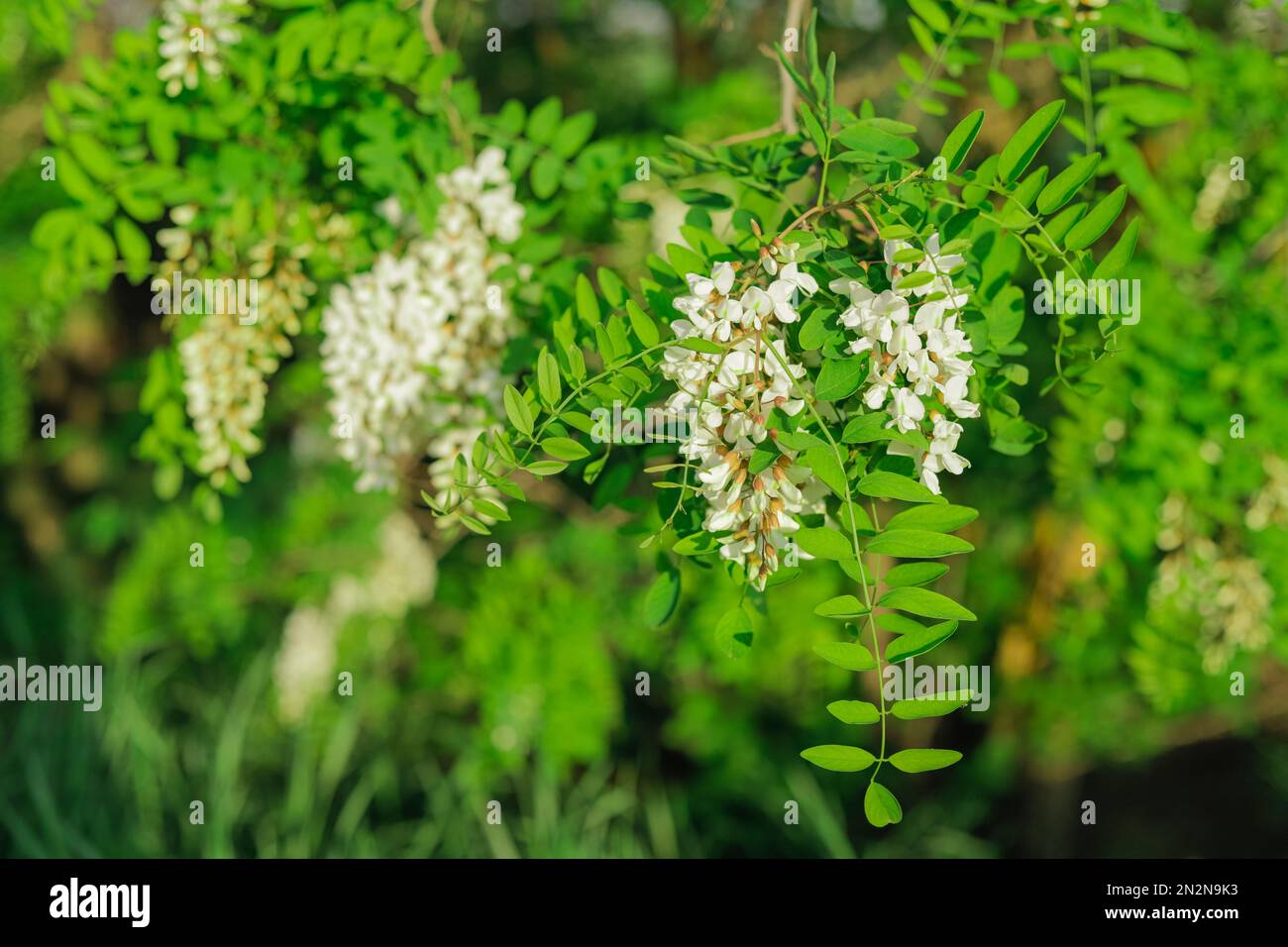 Acacia flowers branch with a green background.Copy space Stock Photo ...