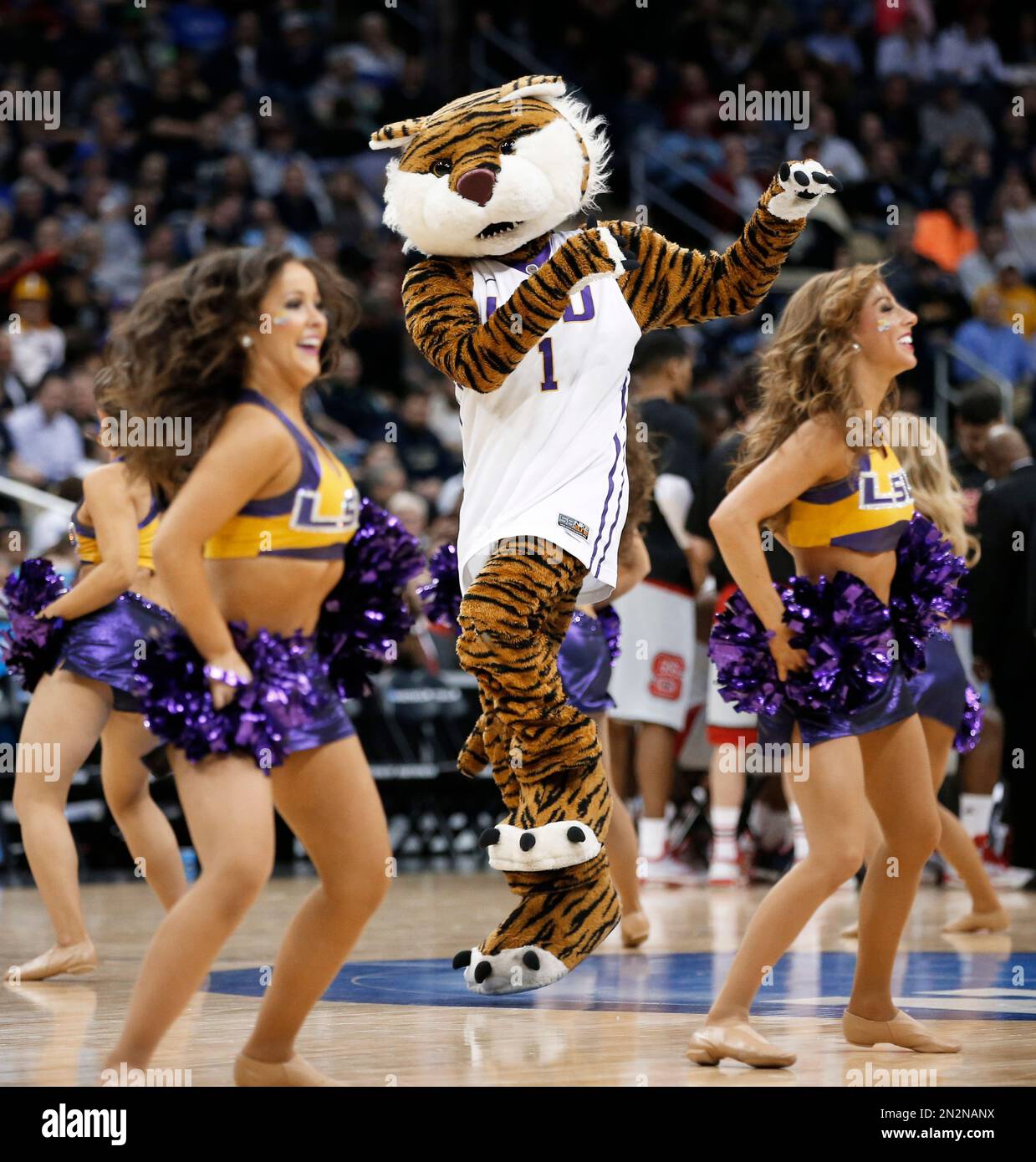 The LSU mascot dances with the cheerleaders in a time out during the ...