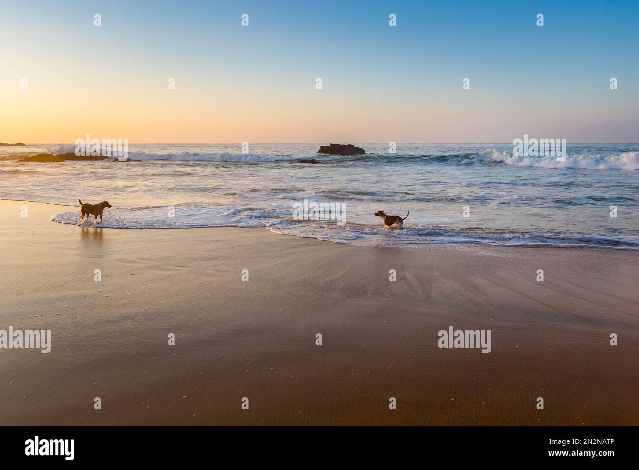 Beautiful Zipolite beach in Mexico. Landscape during sunrise with dogs ...