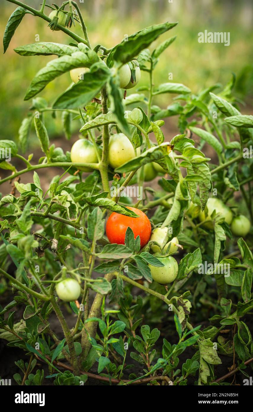 One red tomato among the green ones in the garden. Vegetable garden and ...