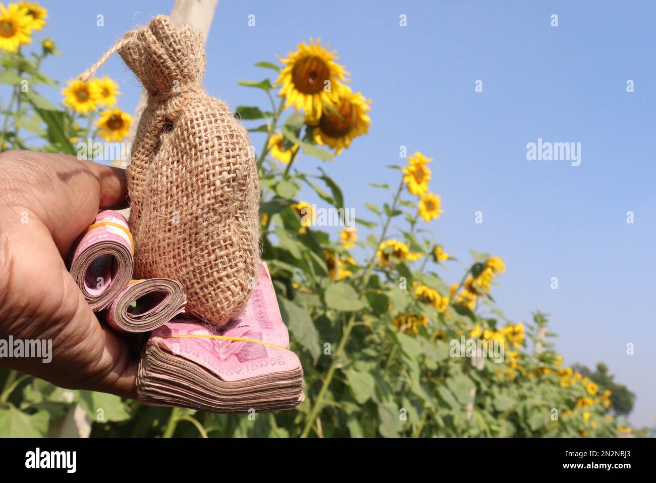 sunflowers flowers are on the tree and are cash crops with money bag on ...