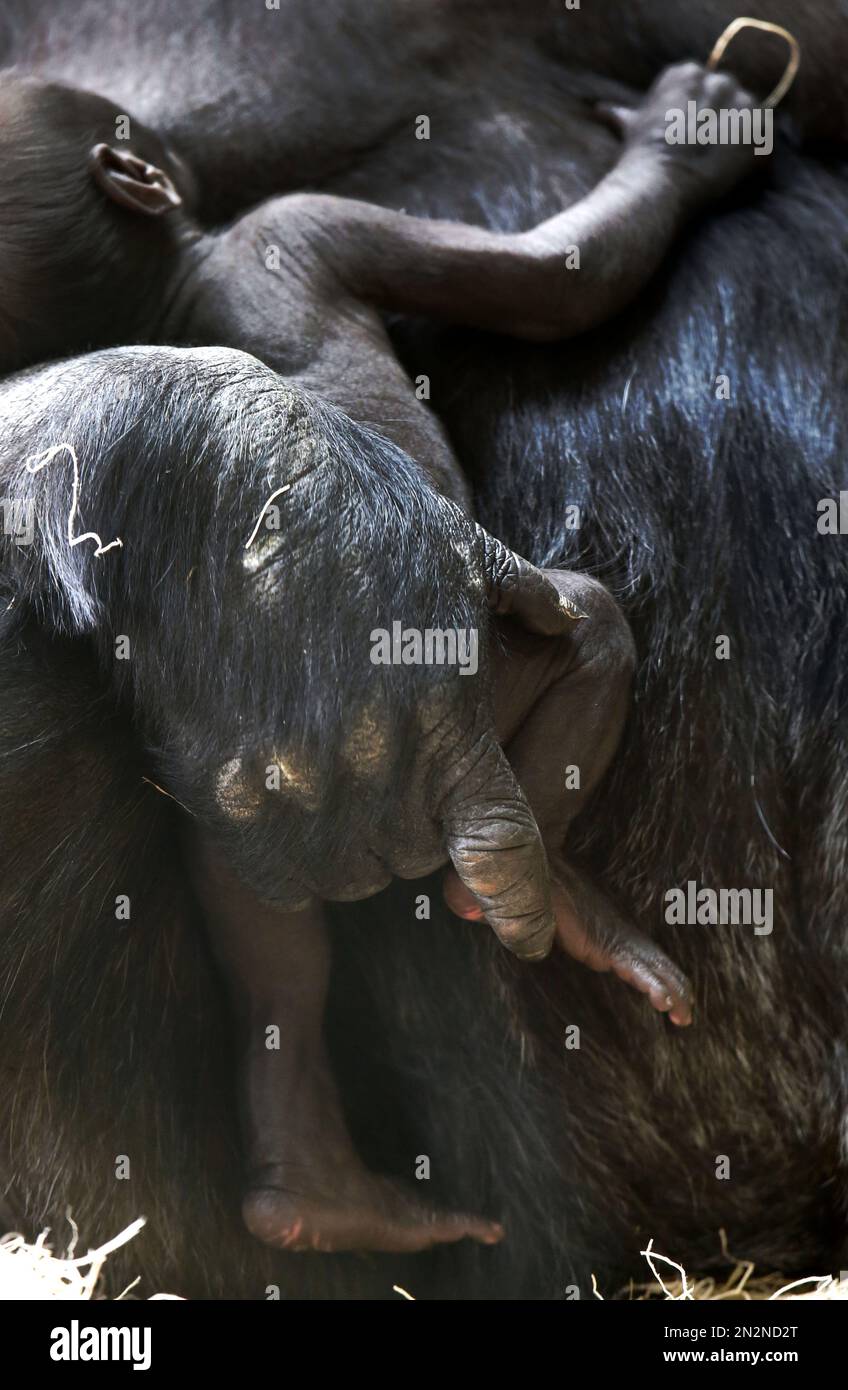 Bahati, a Western Lowland gorilla holds her newborn Bella, as Bella ...