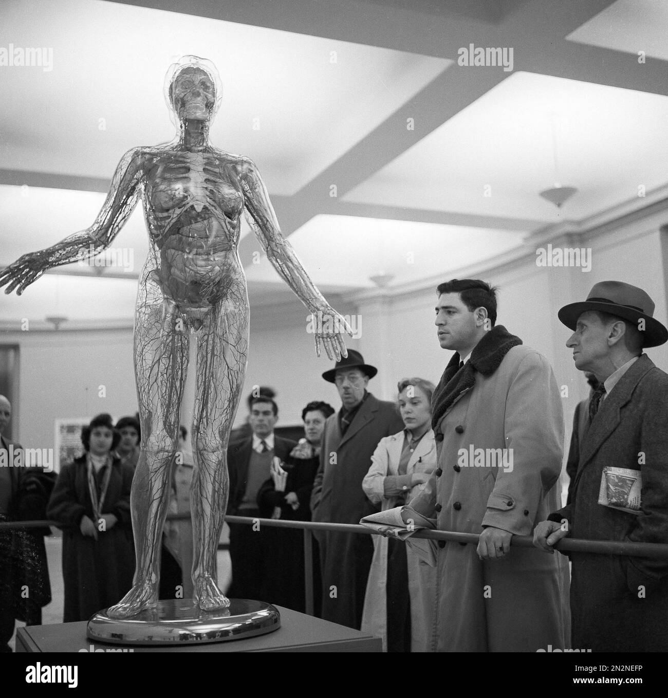 A life-sized, clear plastic model of the "Transparent Woman" is viewed ...