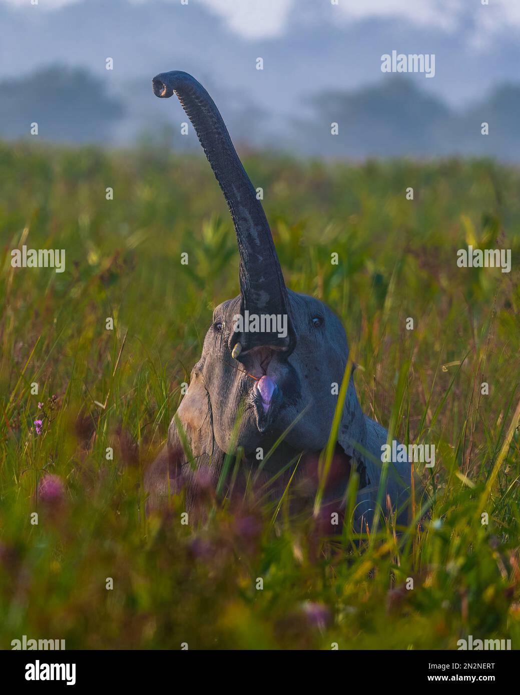 It waves its trunk to find water. Manas National Park, Assam, India ...