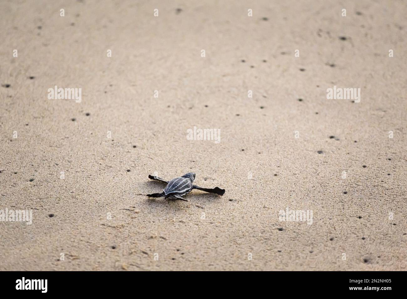 Releasing endangered young turtles to the sea. Beautiful Ventanilla ...