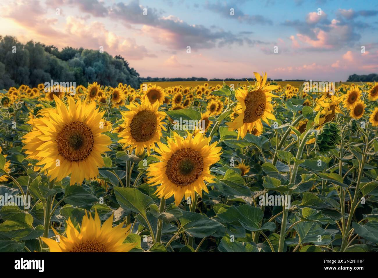 Beautiful sunflowers in the field at sunset. Among other things Ukraine ...