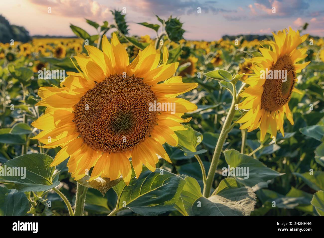 Beautiful sunflowers in the field at sunset. Among other things Ukraine is known for its endless ...