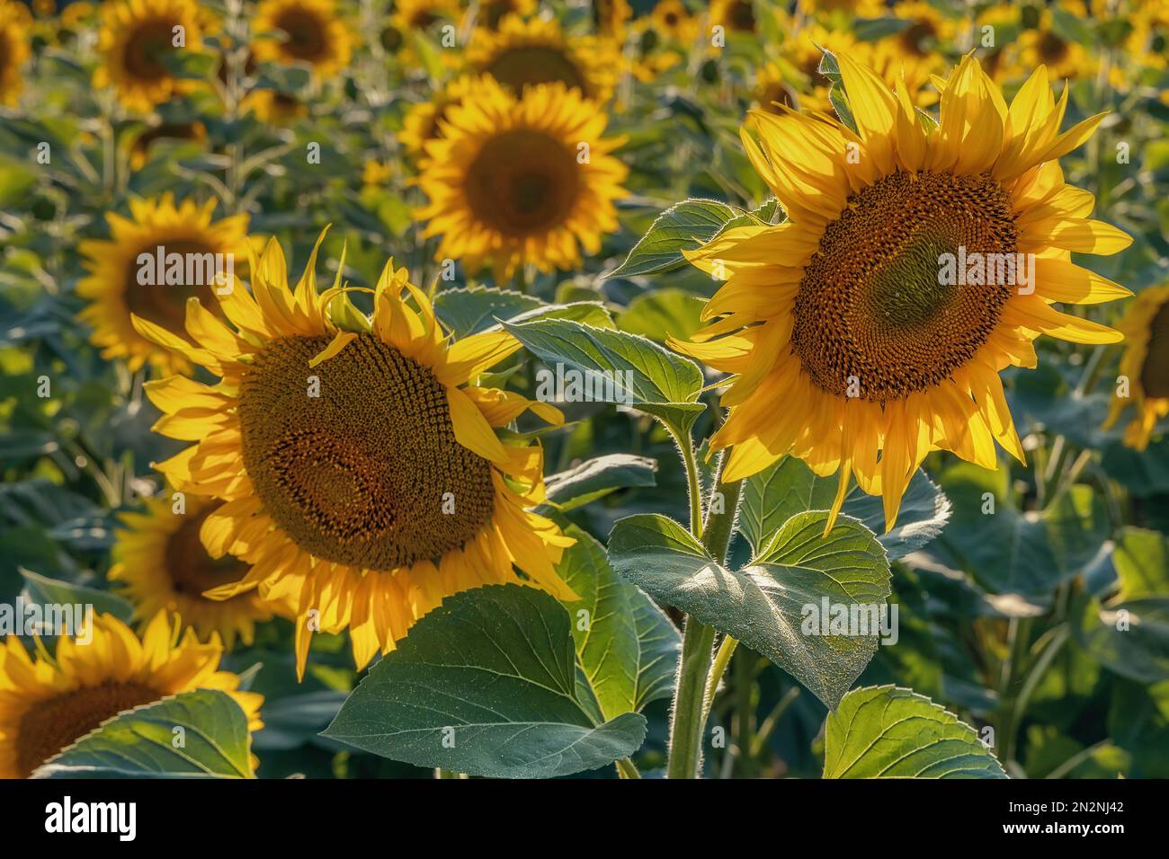 Beautiful sunflowers in the field at sunset. Among other things Ukraine ...