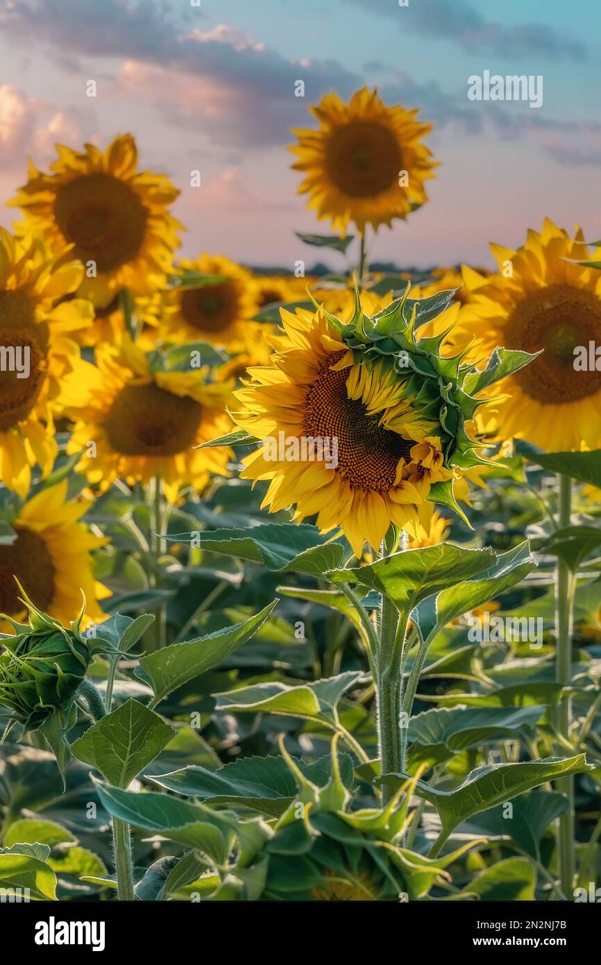 Beautiful sunflowers in the field at sunset. Among other things Ukraine ...