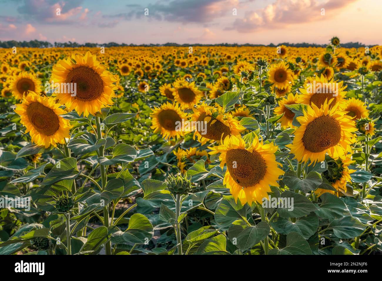 Beautiful sunflowers in the field at sunset. Among other things Ukraine ...