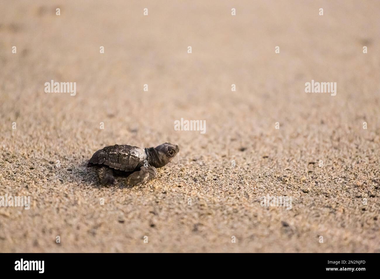 Releasing endangered young turtles to the sea. Beautiful Ventanilla ...