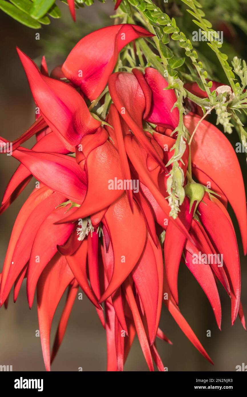 Cockspur coral tree (Erythrina crista-galli) Burford Oxfordshire UK ...