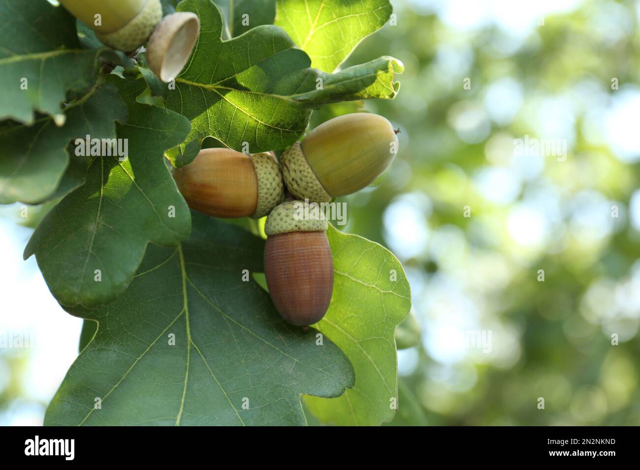 Closeup view of oak with green leaves and acorns outdoors Stock Photo ...