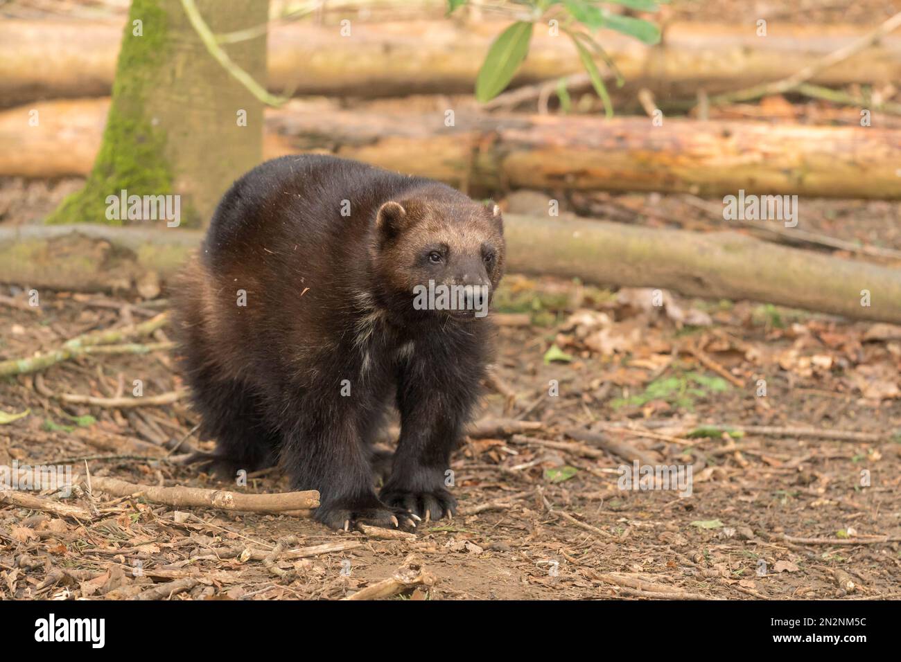 Wolverine glutton carcajou gulo gulo hi-res stock photography and ...