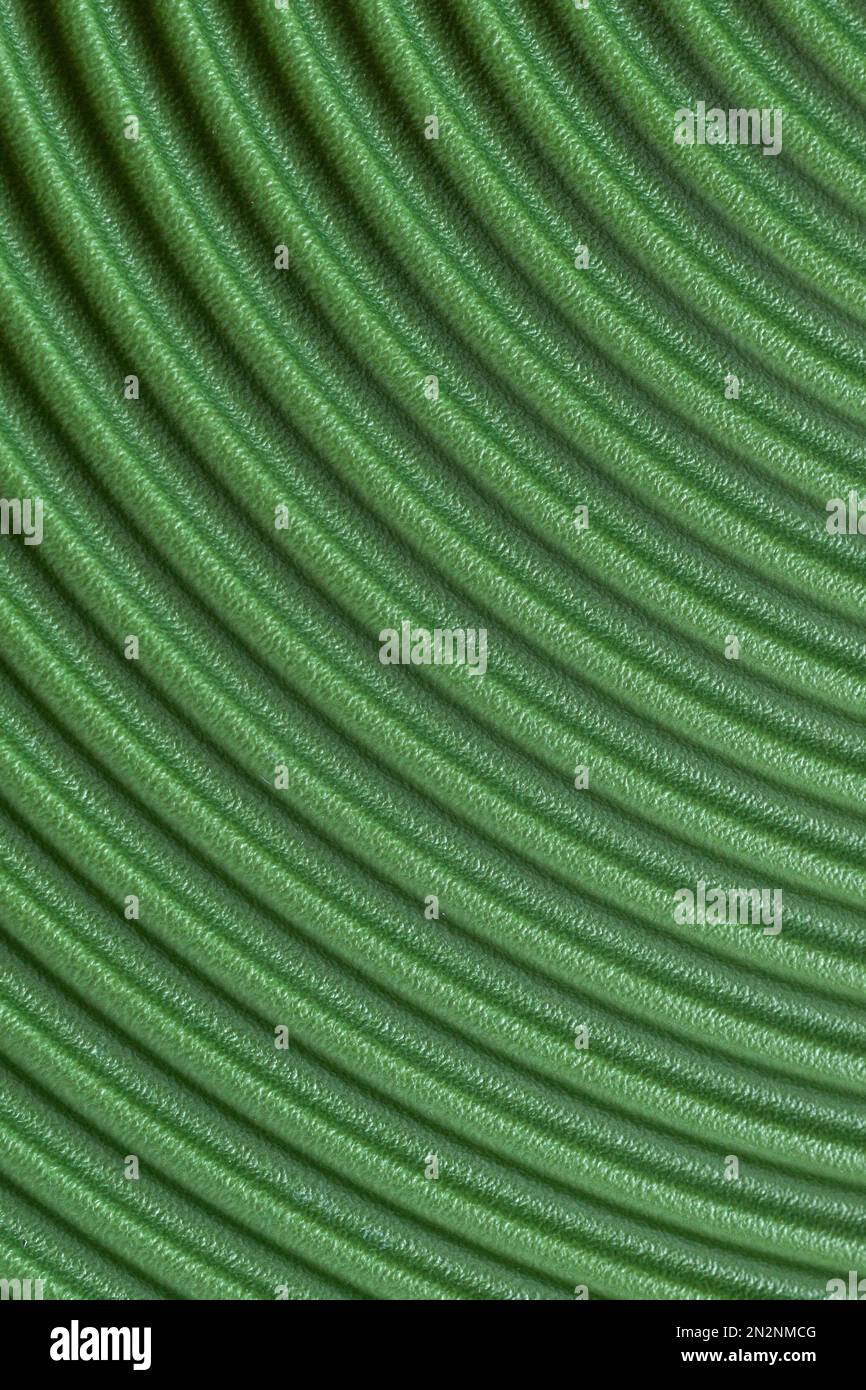 abstract curved different nuances of green color background Stock Photo ...