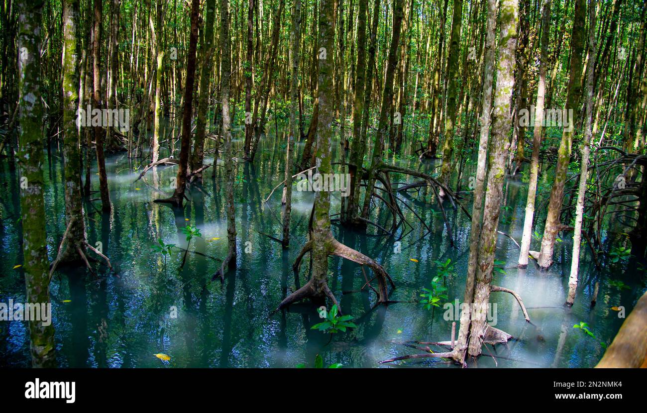 Mangrove forest with azure water in the MU Ko Chumphon National Park ...