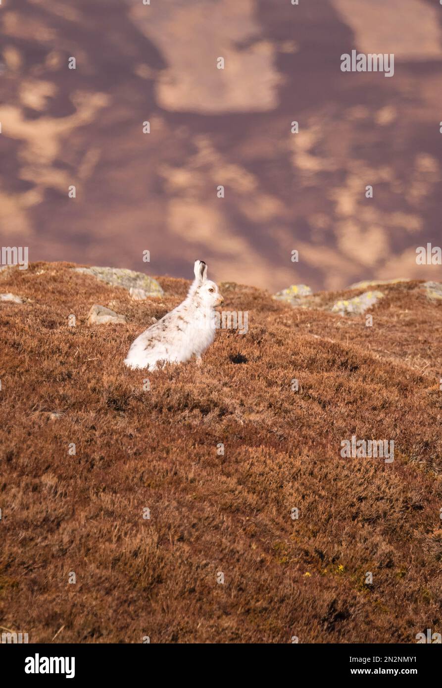 Mountain hare (Lepus timidus) also known as a Blue hare, sat amongst ...