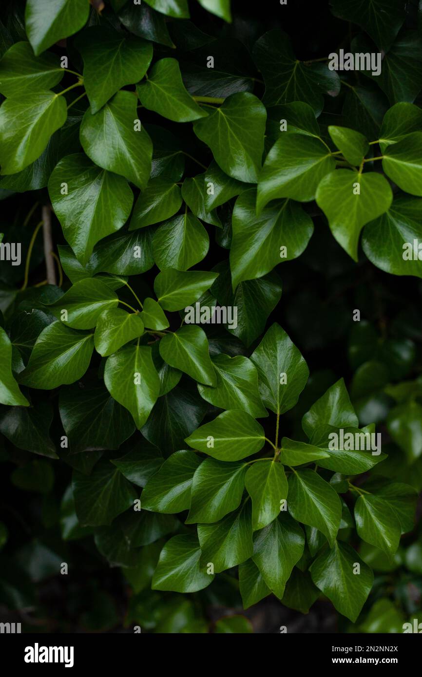 hedera colchica plant green leaves closeup in spring, natural ...